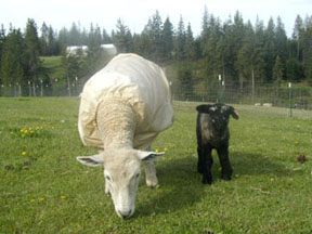 SkyLines Farm Three Pastures & How They're Managed